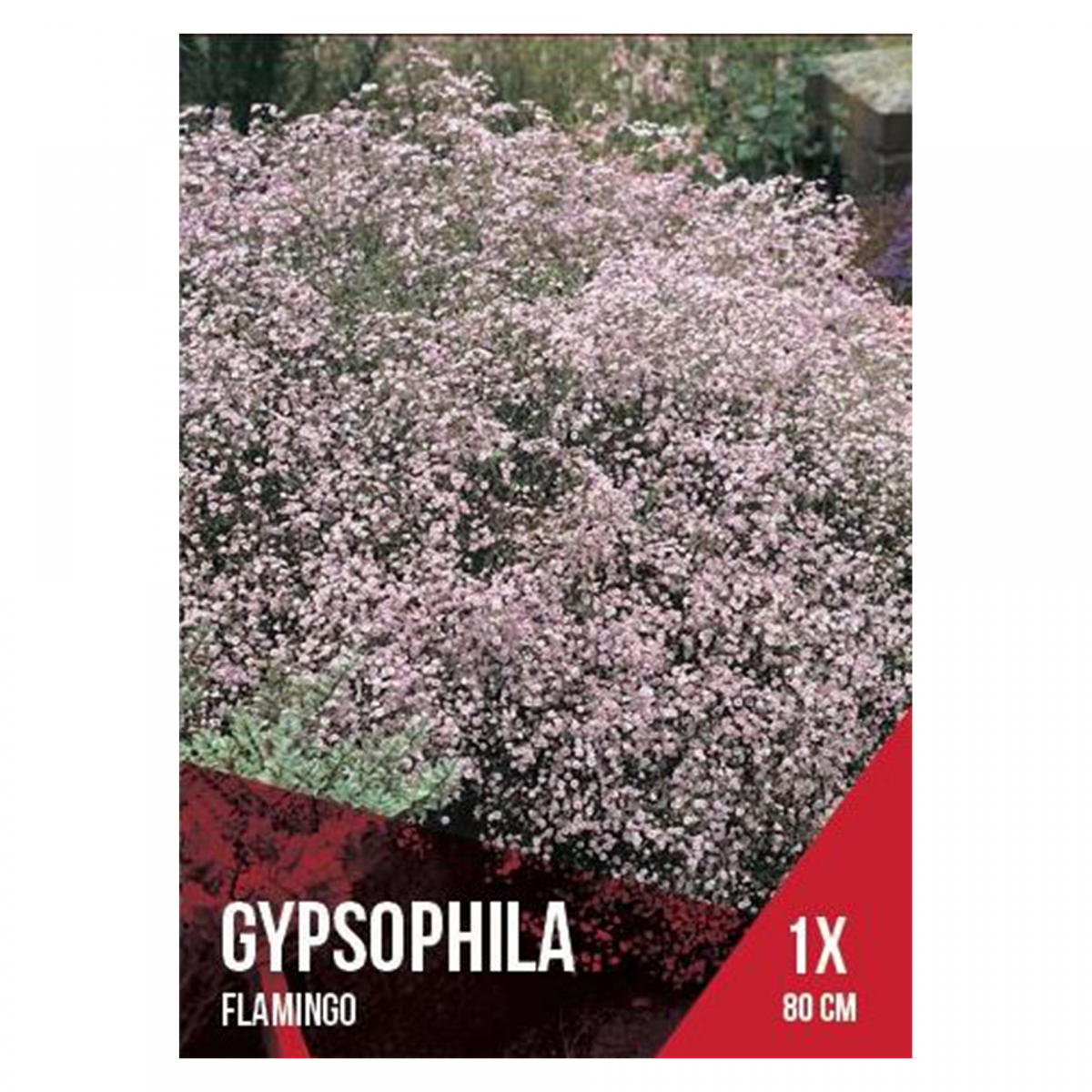 Gipsofila Rosa 1 Bolbo - SF0182126_00049 | Agriloja